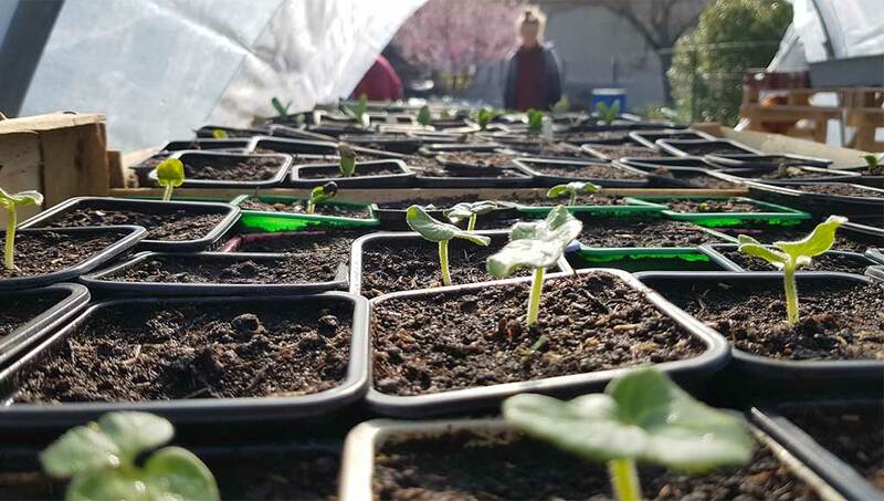 Semences, plants et auxiliaires de culture / Les Jardins Nourriciers